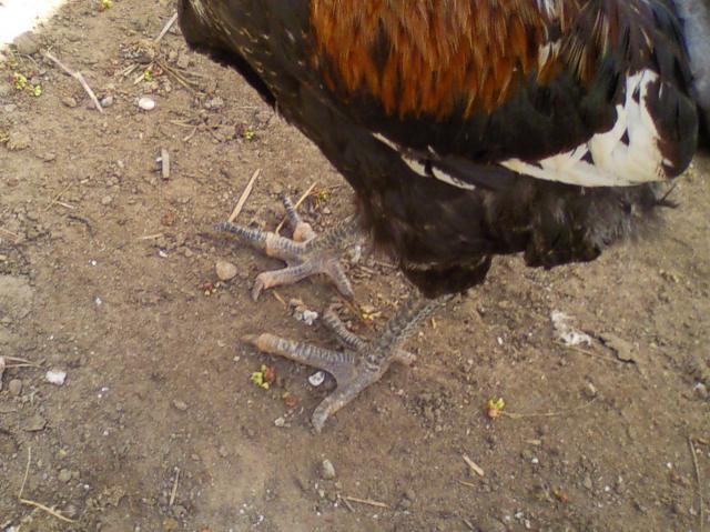 Rooster feet - now losing toes! | BackYard Chickens - Learn How to ...