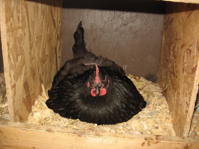 Broody Hen Care | BackYard Chickens - Learn How to Raise Chickens