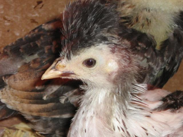 Check out this crazy hairdo | BackYard Chickens - Learn How to Raise ...