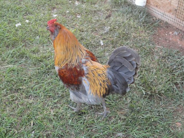 Blue Wheaton Ameraucana | BackYard Chickens - Learn How to Raise Chickens