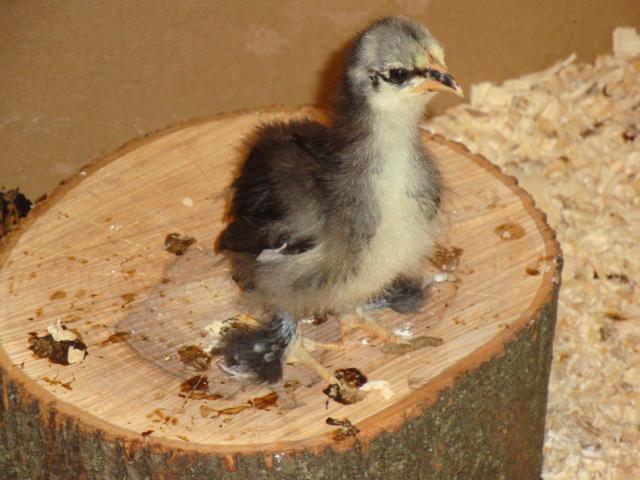 2 week old Bantam babies | BackYard Chickens - Learn How to Raise Chickens