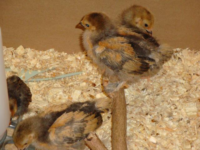 2 week old Bantam babies | BackYard Chickens - Learn How to Raise Chickens