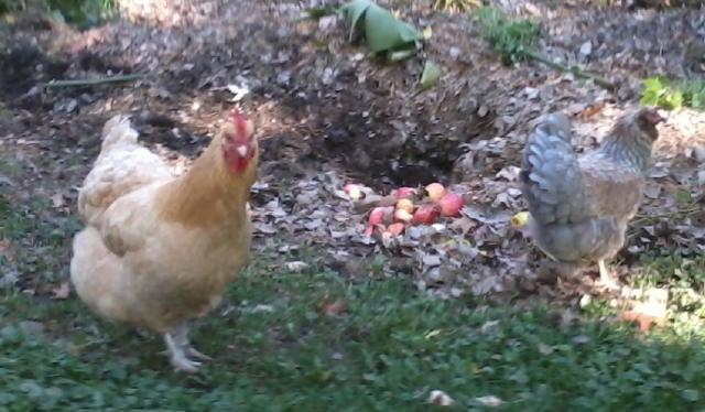 Very thin chicken (Americana) | BackYard Chickens - Learn How to Raise ...