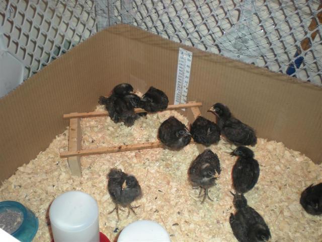 Pics of 2wk old BR and BSL | BackYard Chickens - Learn How to Raise ...