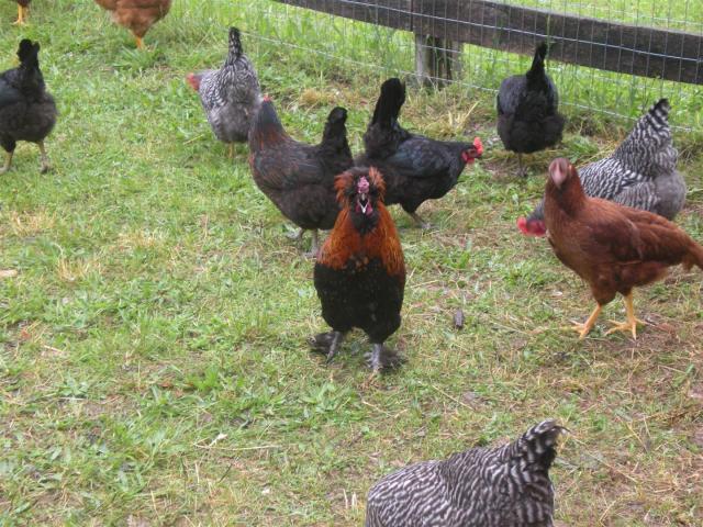 Pictures of Polish/Silkie cross rooster | BackYard Chickens - Learn How ...