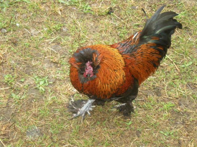 Pictures of Polish/Silkie cross rooster | BackYard Chickens - Learn How ...