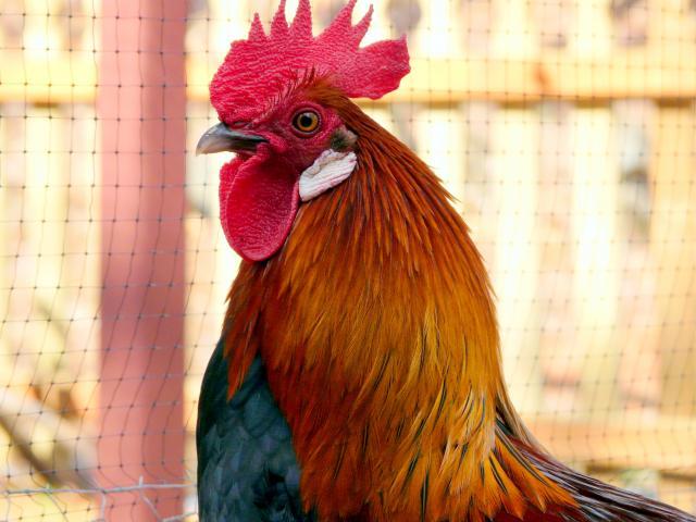 Free Red Junglefowl Rooster mix ONLY to good home. | BackYard Chickens ...