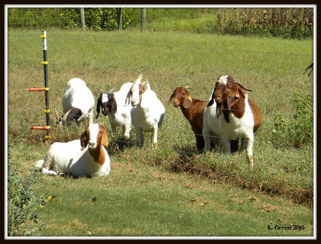 Herd of 7 Boer Goats - Fullbloods and Commercial Quality, NC