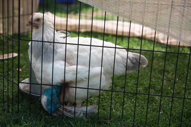 Huge black scabby abscess in chicken wing...HELP (gross graphic pics ...