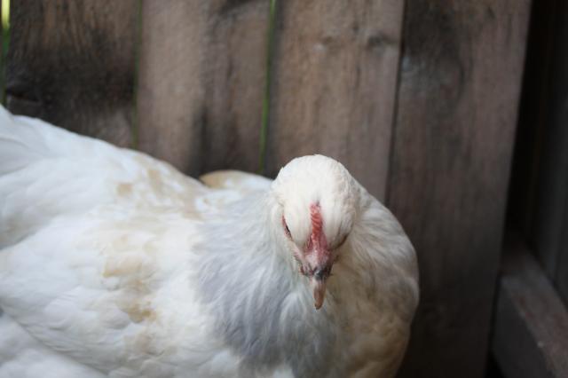 Huge black scabby abscess in chicken wing...HELP (gross graphic pics ...