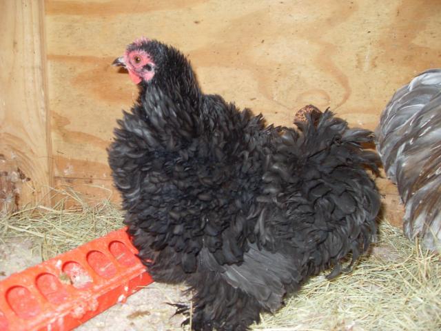 Black Frizzle Pair | BackYard Chickens - Learn How to Raise Chickens