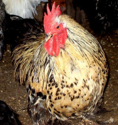 RARE UNUSUAL *****CITRON*** Spangled Cochin Rooster | BackYard Chickens ...