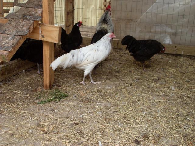 12 black/LAVENDER Birchen Brownred VERY RARE German Phoenix eggs ...