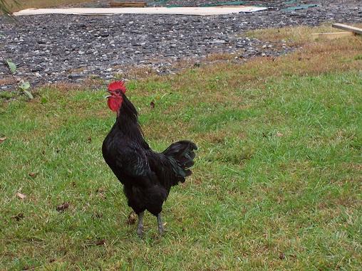 Black Jersey Giant Rooster | BackYard Chickens - Learn How to Raise ...
