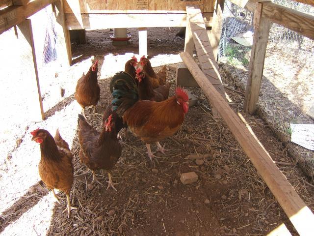 Production Red or RIR? and other | BackYard Chickens - Learn How to ...