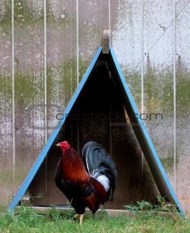 Gamefowl Cages (PICS INCLUDED) | BackYard Chickens - Learn How to Raise ...