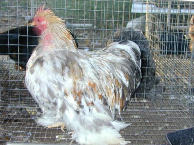 Lemon Blue Cochins~~***BRAND NEW PICTURES***~~~ | Page 25 | BackYard ...
