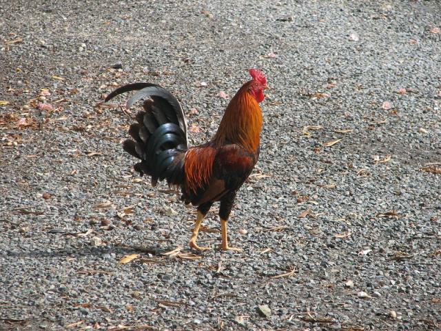 Feral Chickens, St. Croix Virgin Islands (pics) | BackYard Chickens ...