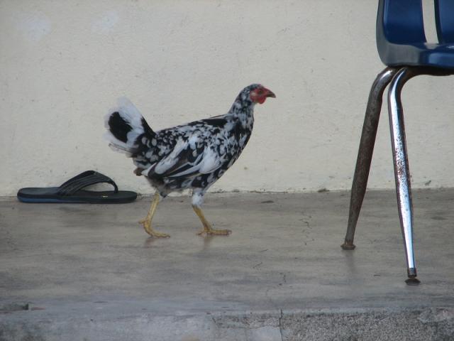 Feral Chickens, St. Croix Virgin Islands (pics) | BackYard Chickens ...