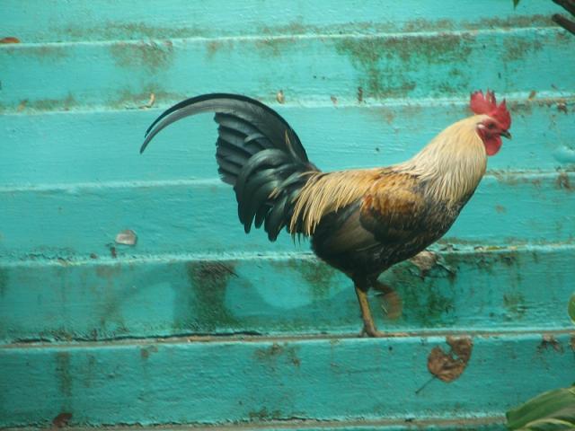 Feral Chickens, St. Croix Virgin Islands (pics) | BackYard Chickens ...