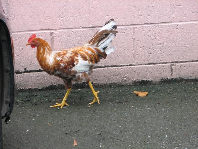 Feral Chickens, St. Croix Virgin Islands (pics) | BackYard Chickens ...