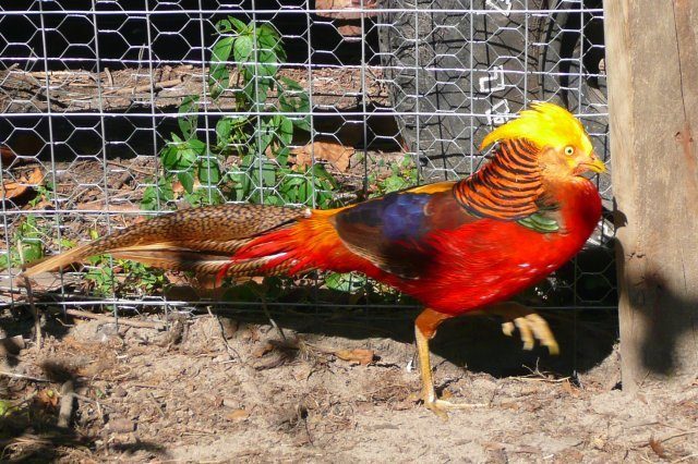 Colorful Pheasant | BackYard Chickens - Learn How to Raise Chickens