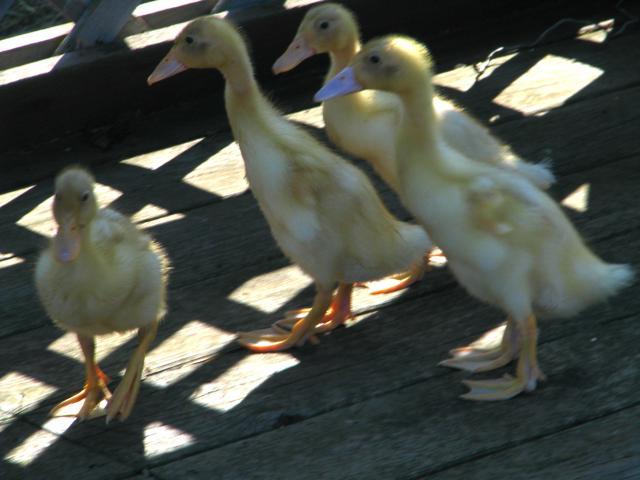 Fawn And White Runner Duck