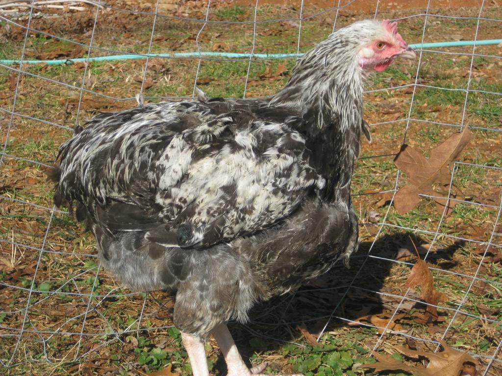 **Pure Silver Sussex Mature Rooster*********RARE******* | BackYard ...
