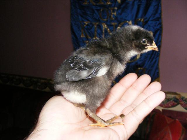 Tail feathers? | BackYard Chickens - Learn How to Raise Chickens