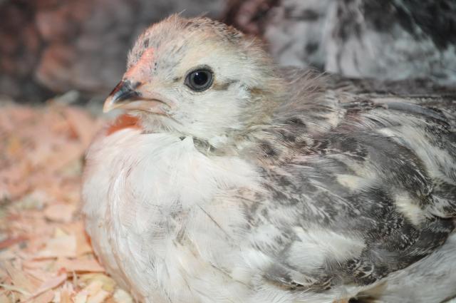 Blue Eyed Chick | BackYard Chickens - Learn How to Raise Chickens