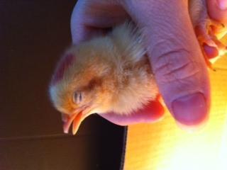 day old chick "Gasping" or "choking"? | BackYard Chickens - Learn How ...