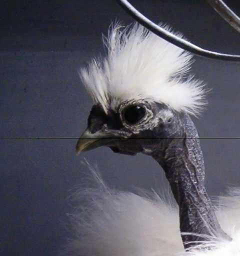 chicken lizard cross | BackYard Chickens - Learn How to Raise Chickens