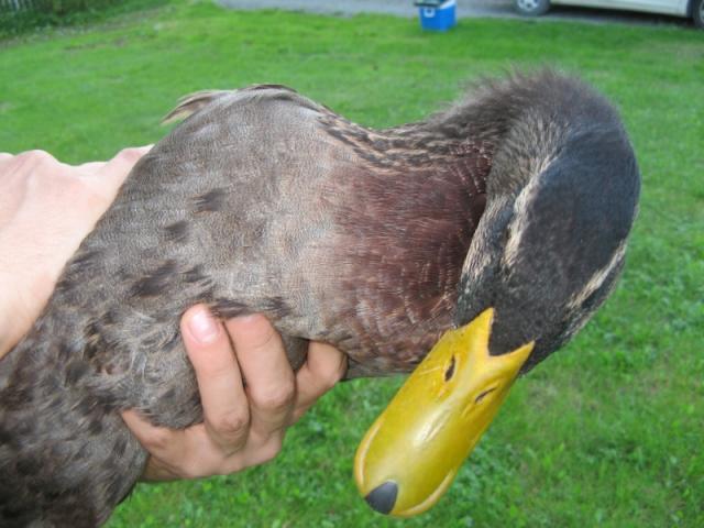 Ducks losing feathers: is this normal? (w/ pics) | BackYard Chickens ...