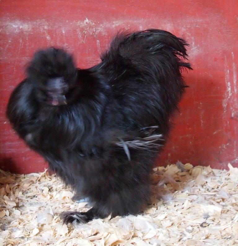 Black Bearded Silkie Cockerel | BackYard Chickens - Learn How to Raise ...