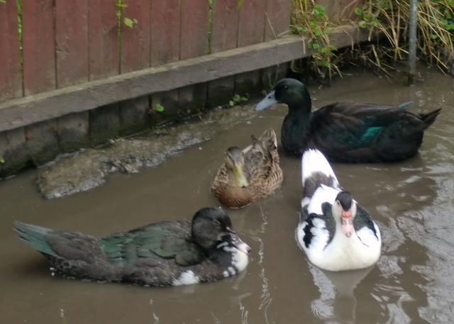 my "sex em " scovy pictures | BackYard Chickens - Learn How to Raise ...