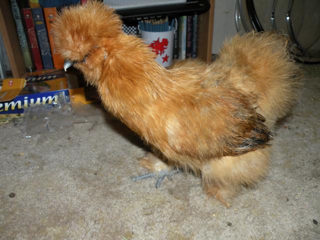 Buff Silkie??????? | BackYard Chickens - Learn How to Raise Chickens