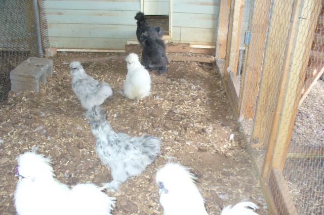 12 hatching eggs barnyard mix silkies,showgirls,cochins,and polish ...