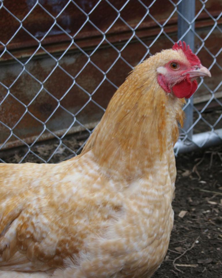 Lemon Cuckoo Orpington Roo | BackYard Chickens - Learn How to Raise ...