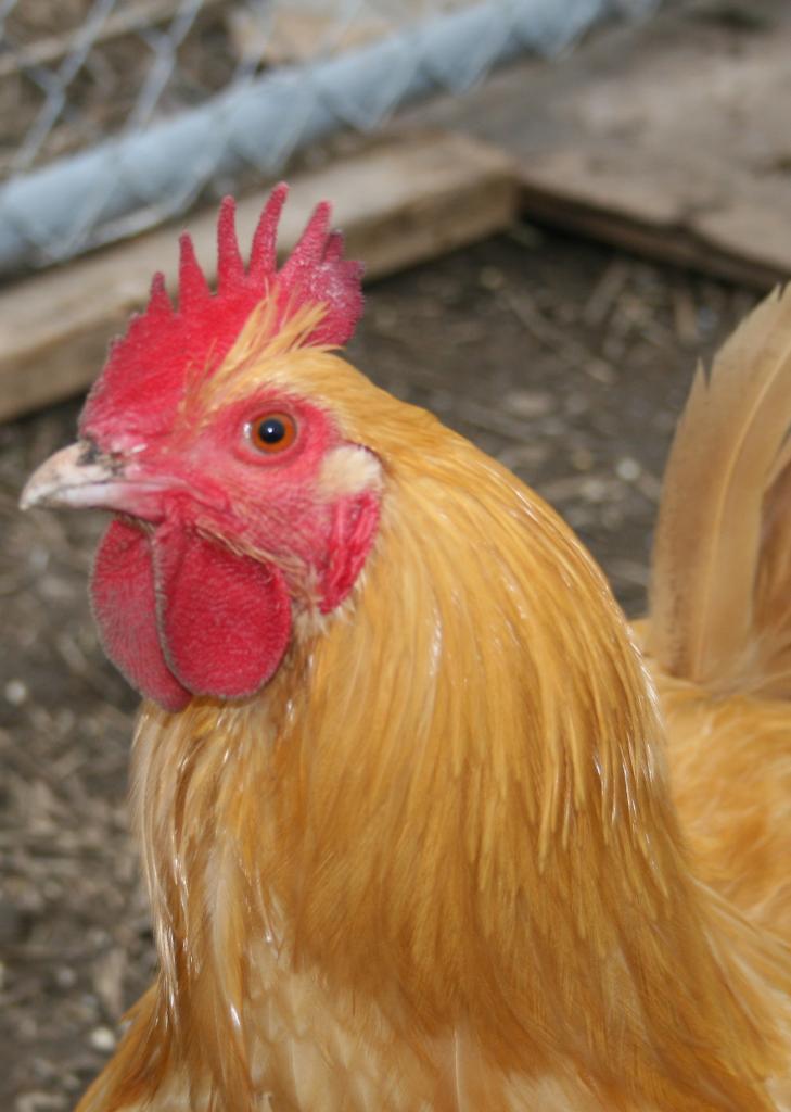 Lemon Cuckoo Orpington Roo | BackYard Chickens - Learn How to Raise ...