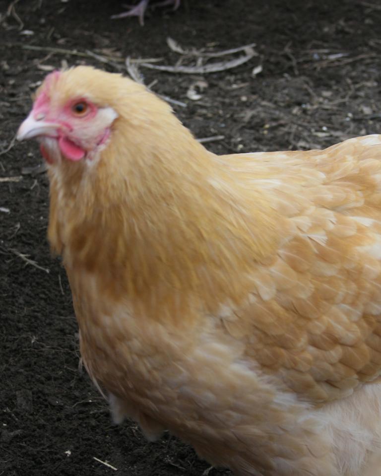 Lemon Cuckoo Orpington Roo | BackYard Chickens - Learn How to Raise ...