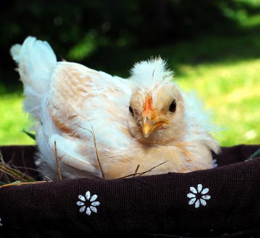 That awkward teenage chicken look... | BackYard Chickens - Learn How to ...