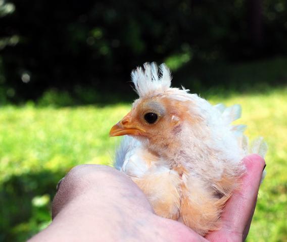That awkward teenage chicken look... | BackYard Chickens - Learn How to ...