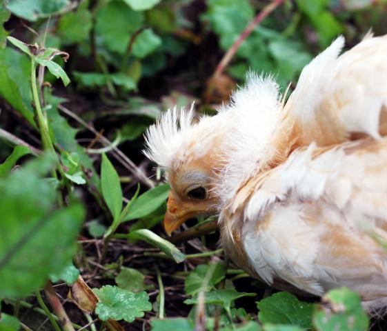 That awkward teenage chicken look... | BackYard Chickens - Learn How to ...