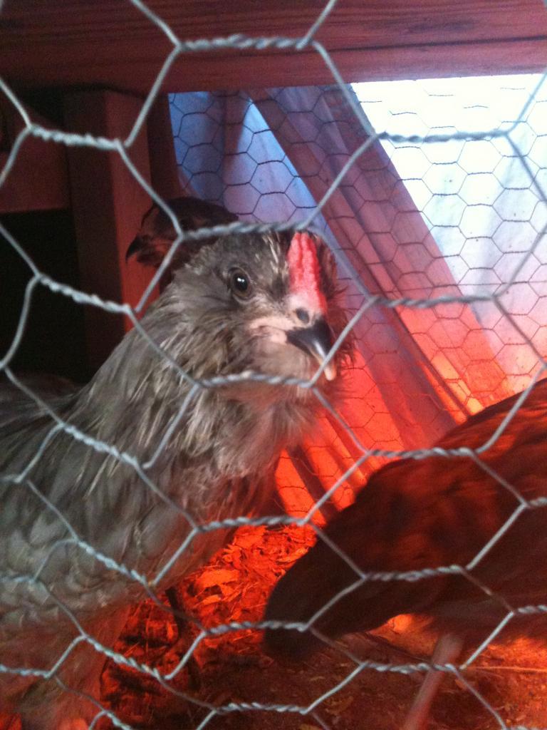 Did she change her mind? | BackYard Chickens - Learn How to Raise Chickens