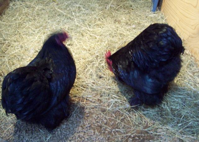 12 Black,Blue,Splash Bantam Cochin eggs | BackYard Chickens - Learn How ...