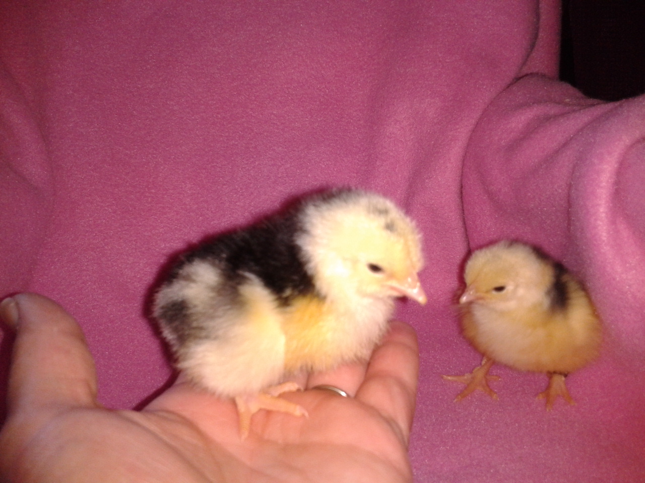 Mottled chicks | BackYard Chickens - Learn How to Raise Chickens