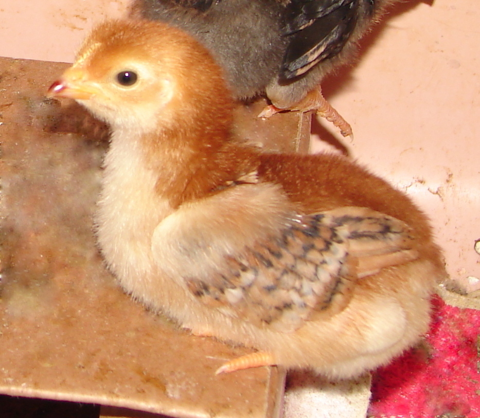 1 week old chick | BackYard Chickens - Learn How to Raise Chickens