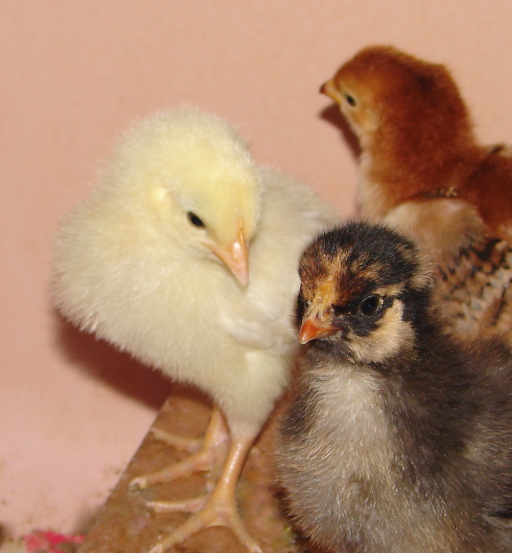 1 week old chicks | BackYard Chickens - Learn How to Raise Chickens