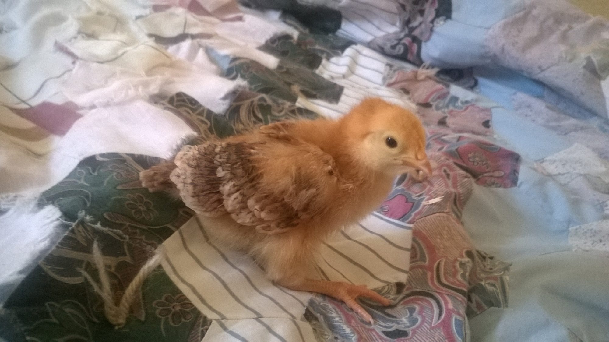 1 week | BackYard Chickens - Learn How to Raise Chickens