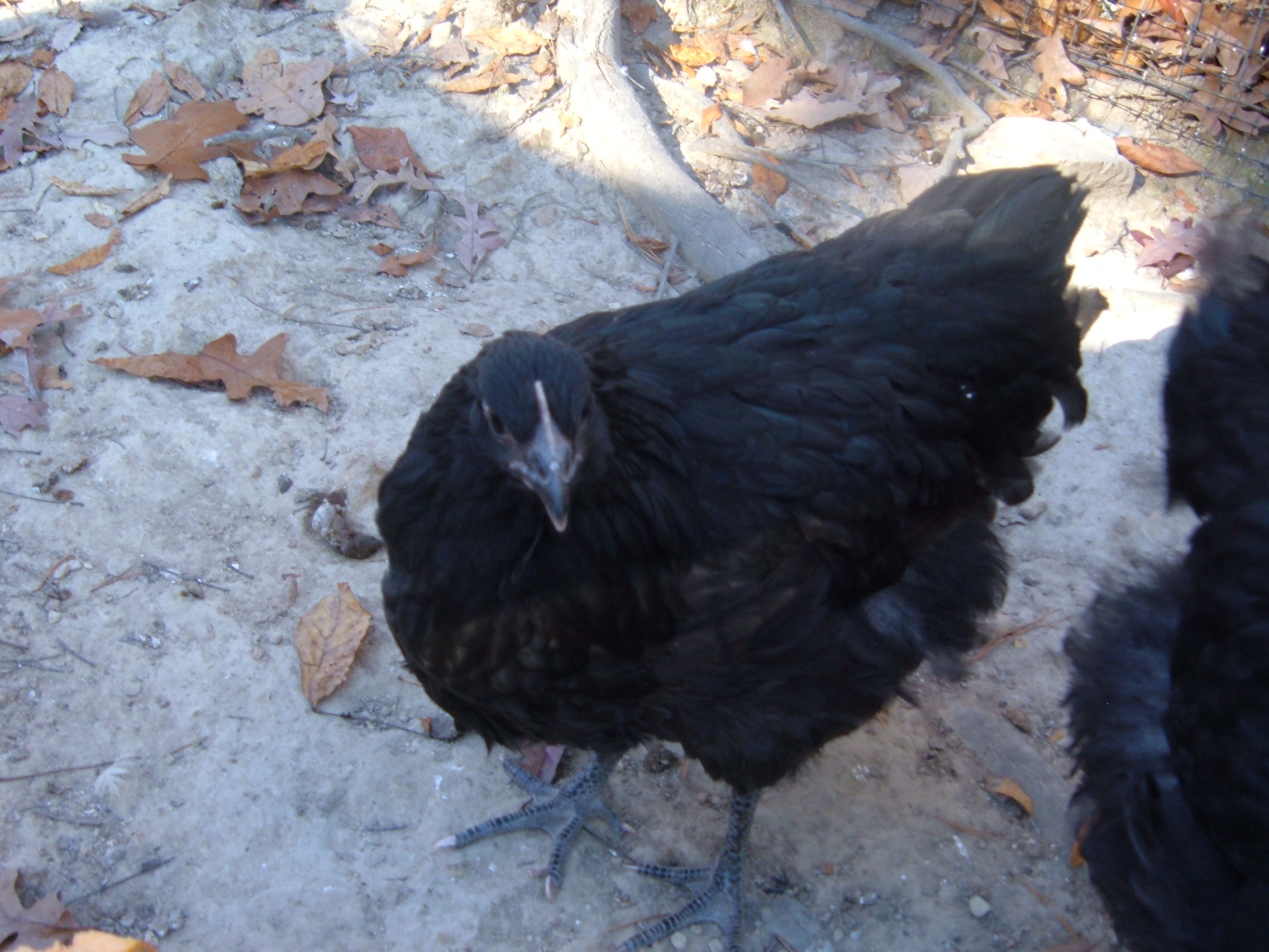 10 weeks. Black pullet | BackYard Chickens - Learn How to Raise Chickens